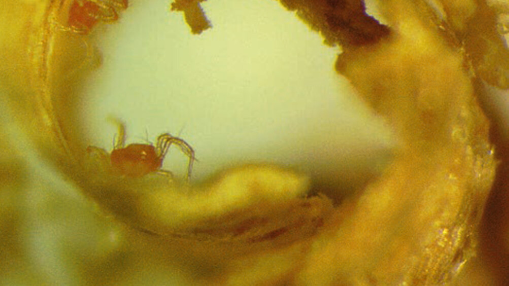 Хищные клещи в упаковках субстрата – как их сохранить | Гавриш Шоп